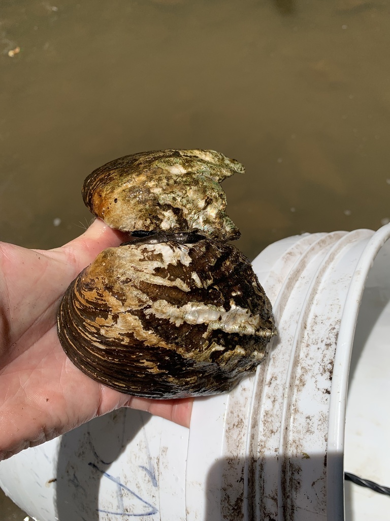 Three-ridge Mussel from CR-9, Scottsboro, AL, US on July 11, 2023 at 01 ...