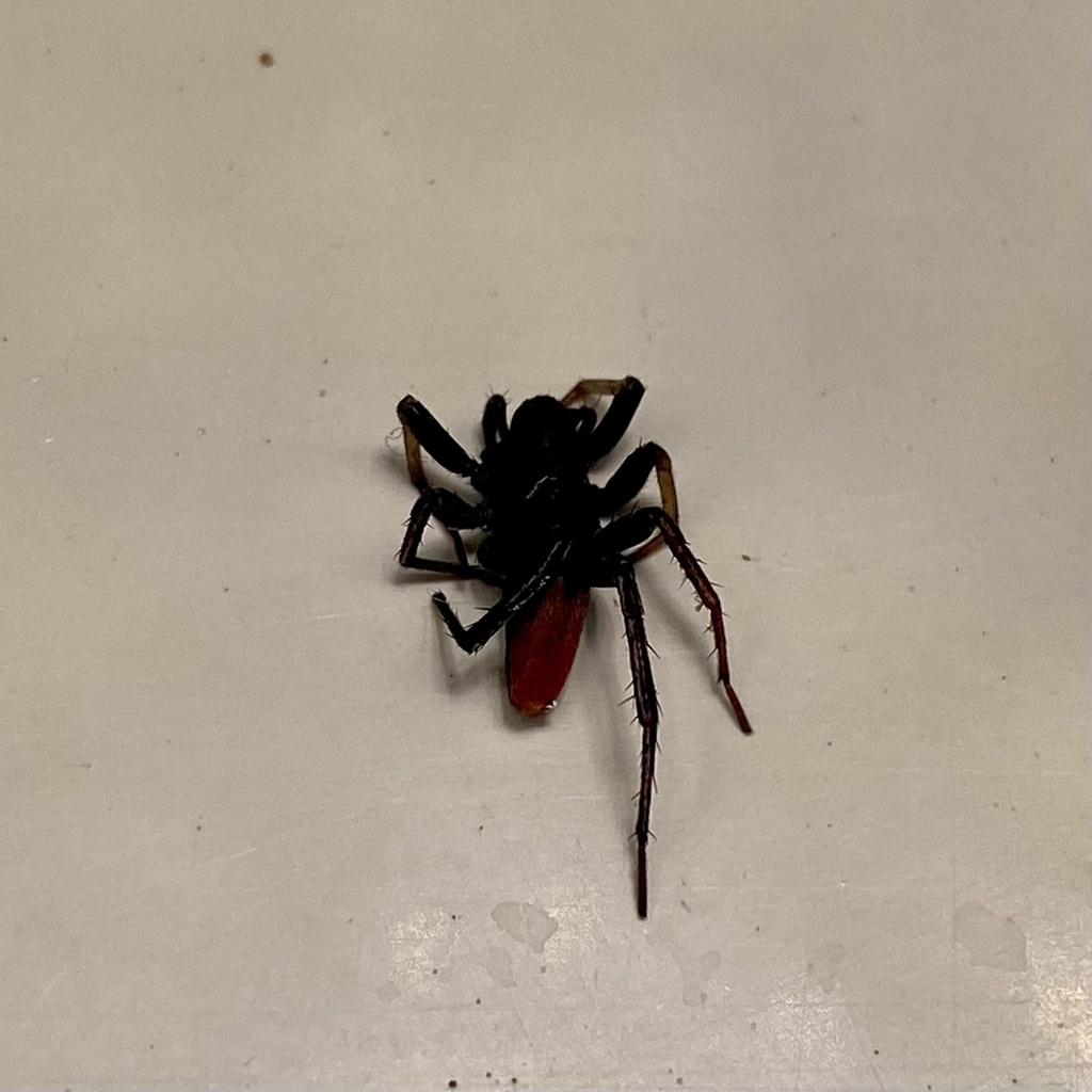 Red-spotted Ant-mimic Sac Spider from Second St NE, Hopkins, MN, US on ...