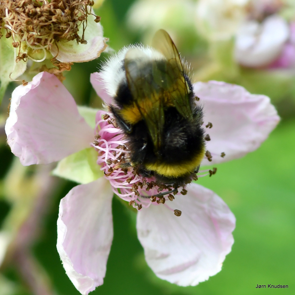 White-tailed Bumble Bee from 5800 Nyborg, Danmark on July 13, 2023 at ...