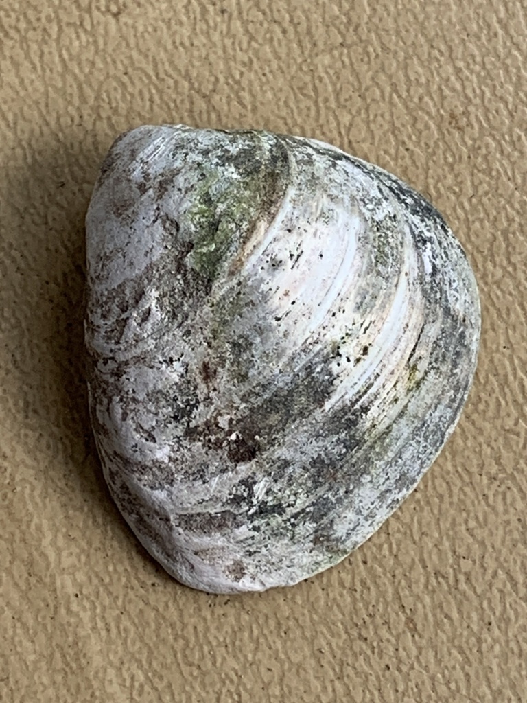 Atlantic Rangia from SH-35, Alvin, TX, US on July 12, 2023 at 09:08 AM ...