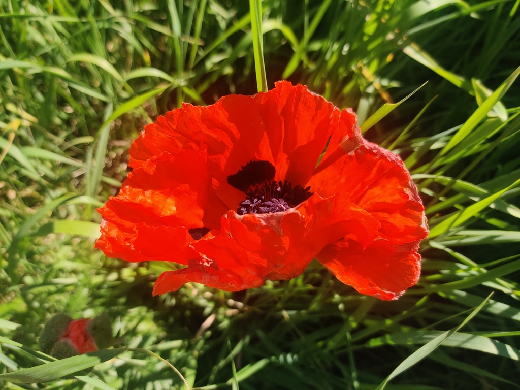 poppies in July 2023 by Charlie. Not sure if planted or volunteer ...