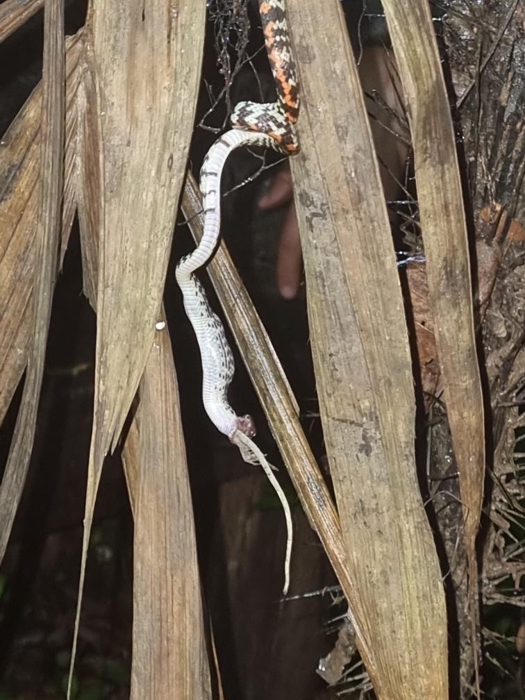 Panama Spotted Night Snake from Région de Loreto, PE on July 13, 2022 ...