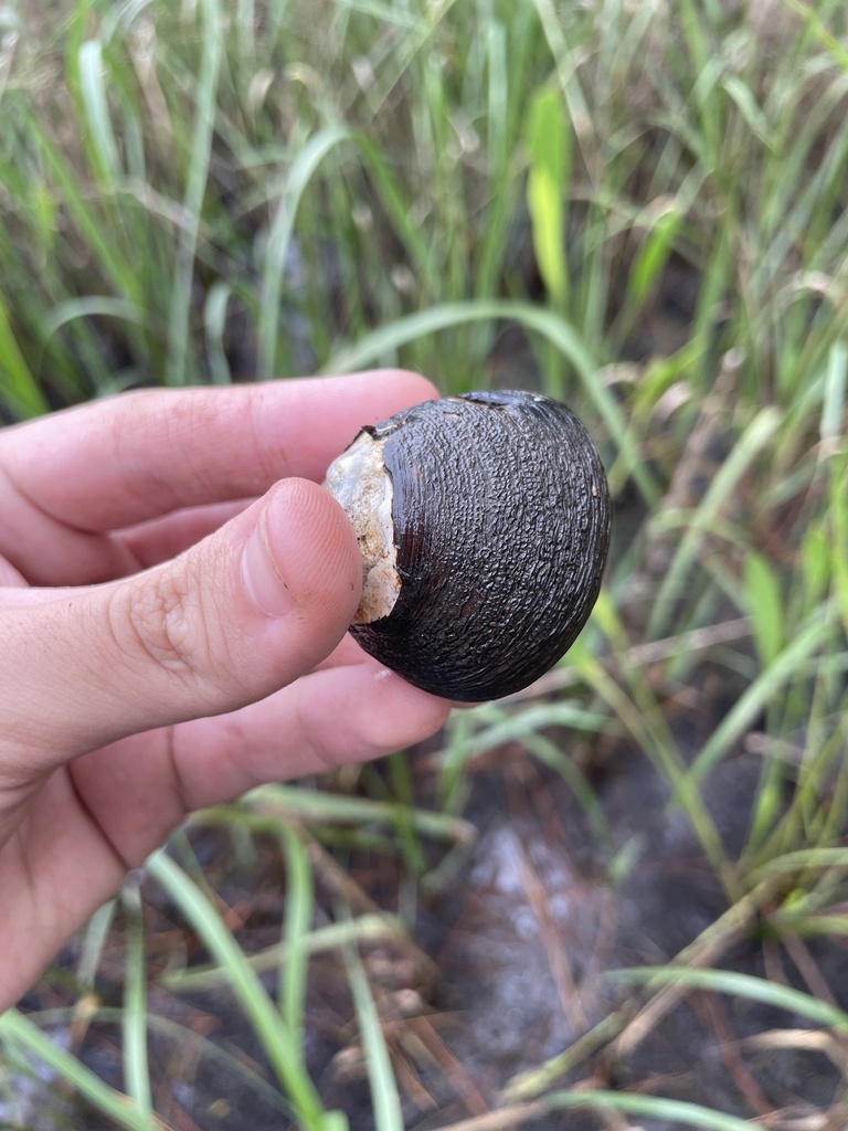 Carolina Marsh Clam from Ocean Springs, MS, US on July 13, 2023 at 11: ...