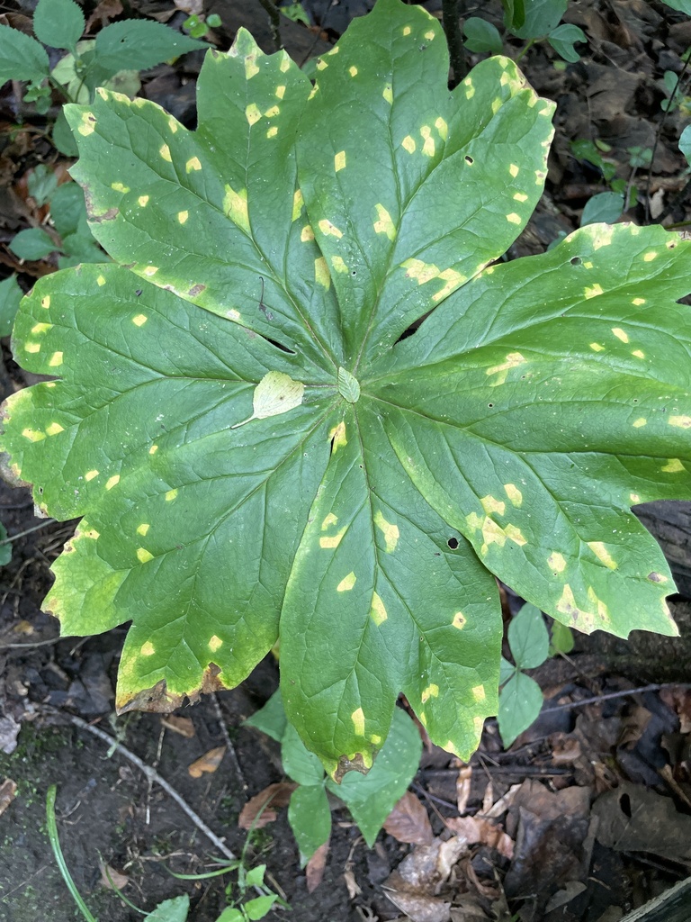 Mayapple Rust from North Dumfries, ON, CA on July 13, 2023 at 02:28 PM ...