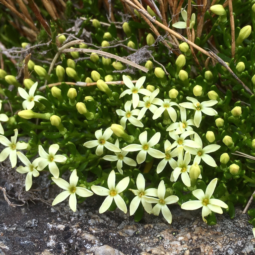 (Stackhousia) - Botanical Realm