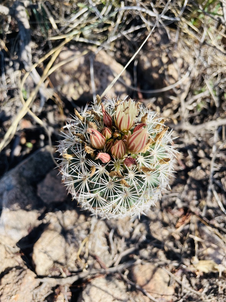Coryphantha clavata in May 2023 by rominaguther · iNaturalist