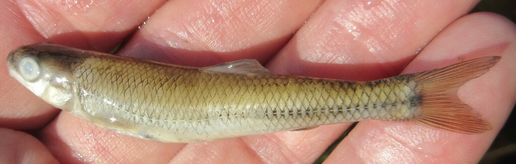 Bluntnose Minnow from Parry Sound District, ON, Canada on July 5, 2023 ...
