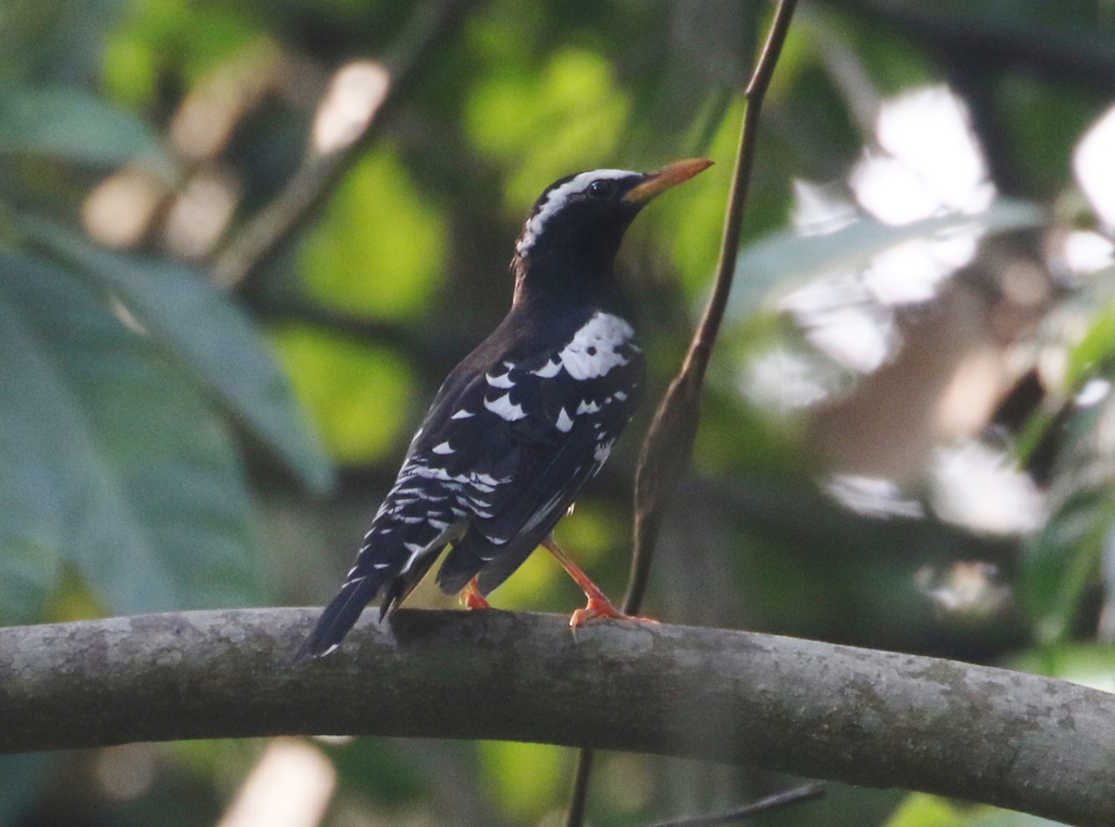 Pied Thrush from Habiganj District, Bangladesh on April 16, 2023 at 03: ...