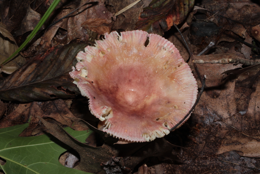 purple-bloom russula in July 2023 by Sarah Culliton · iNaturalist