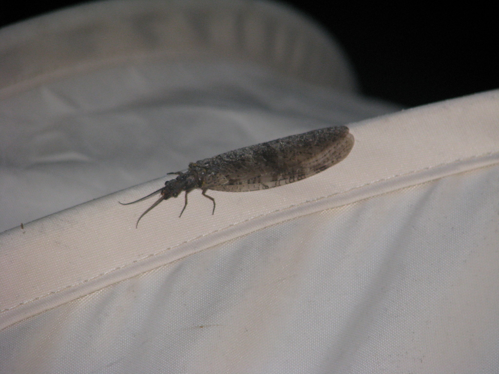 Summer Fishfly from New Maryland, NB E3C, Canada on January 1, 1980 at ...