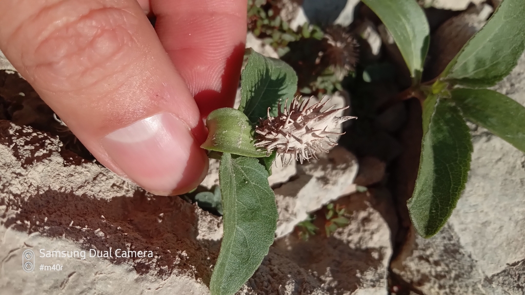 Californian bur from Zhambylskiy, KZ-AA, KZ on July 13, 2023 at 03:32 ...