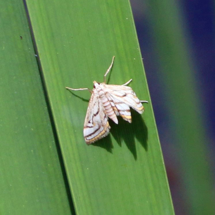 Chestnut-marked Pondweed Moth from Carver County, MN, USA on July 5 ...