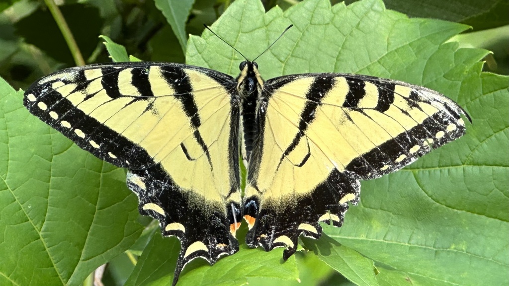 Canadian × Eastern Tiger Swallowtail from Central Frontenac, ON, CA on ...