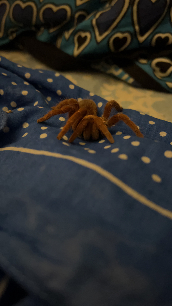 king baboon spider from Kilifi on July 13, 2023 at 09:50 PM by ...