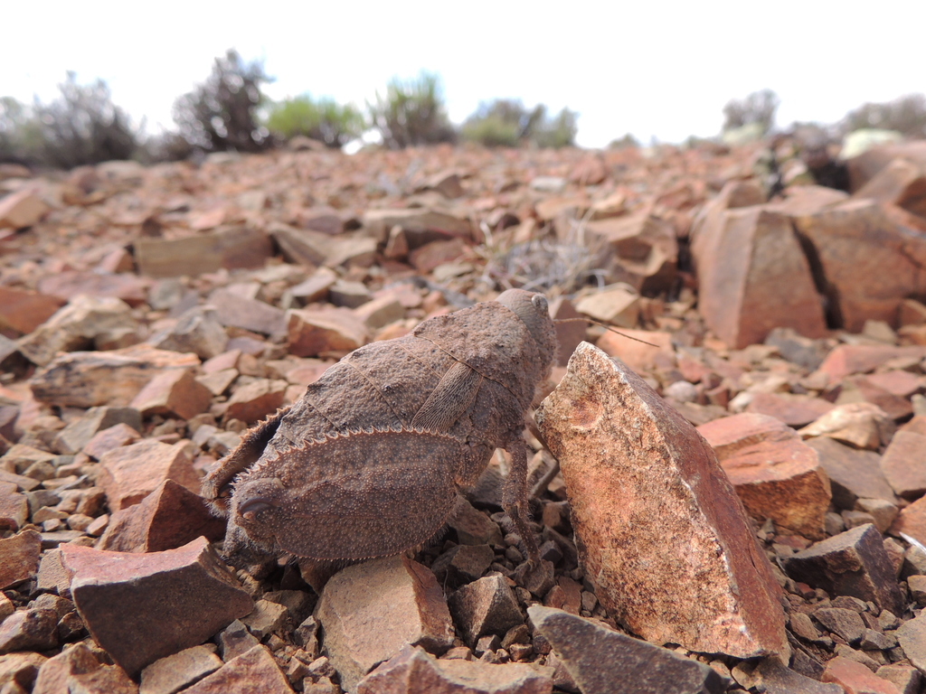 Toad Grasshopper from Titusfontein 3150_2045 on July 10, 2018 at 12:13 ...