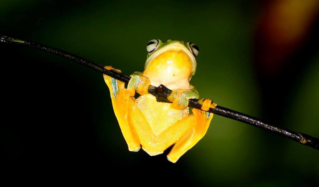 Reinwardt's Flying Frog in January 2019 by Deny Wahyudi · iNaturalist