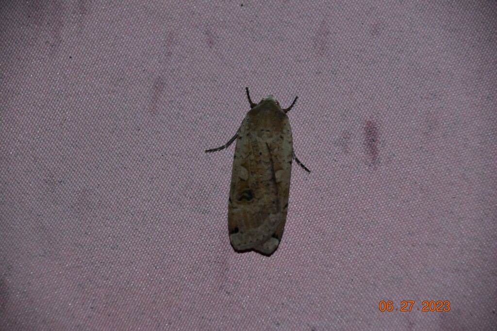 Large Yellow Underwing in June 2023 by Rose Chin · iNaturalist