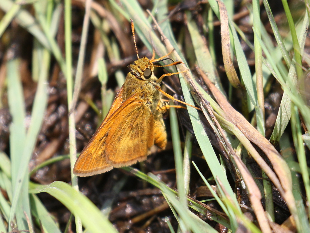 Black Dash from Durham, NH 03824, USA on July 13, 2023 at 12:52 PM by ...
