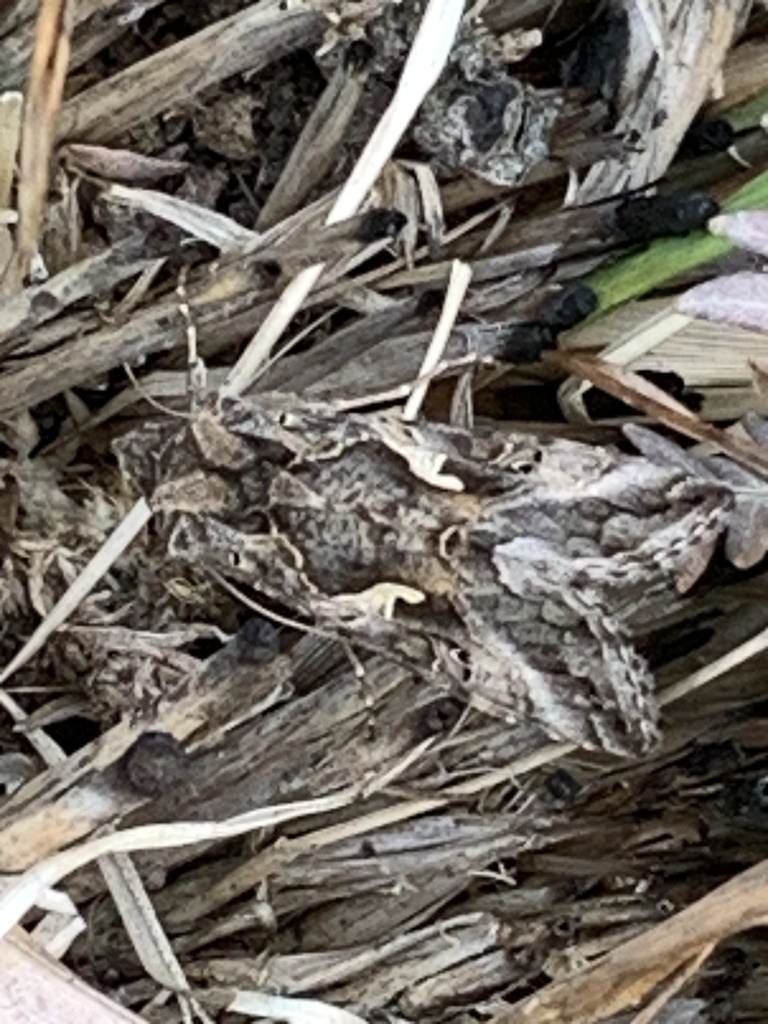 Silver Y from Mayals Road Clyne Common, Swansea, Wales, GB on July 13 ...