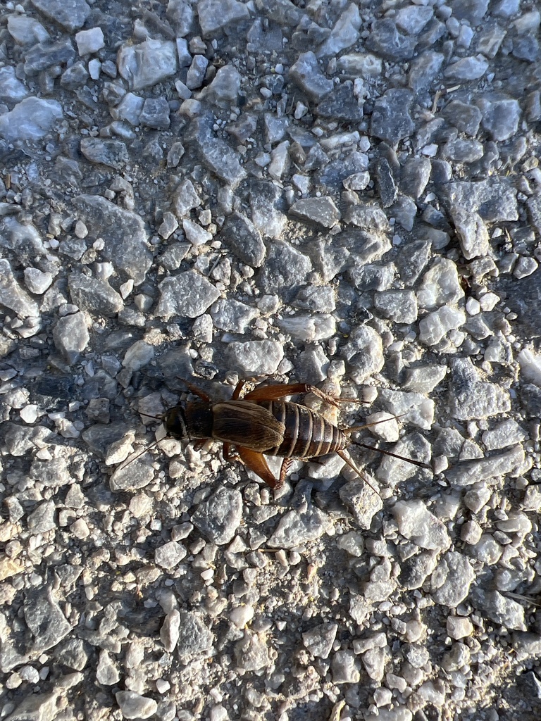 True Crickets and Allies from Clark County, US-NV, US on July 13, 2023 ...