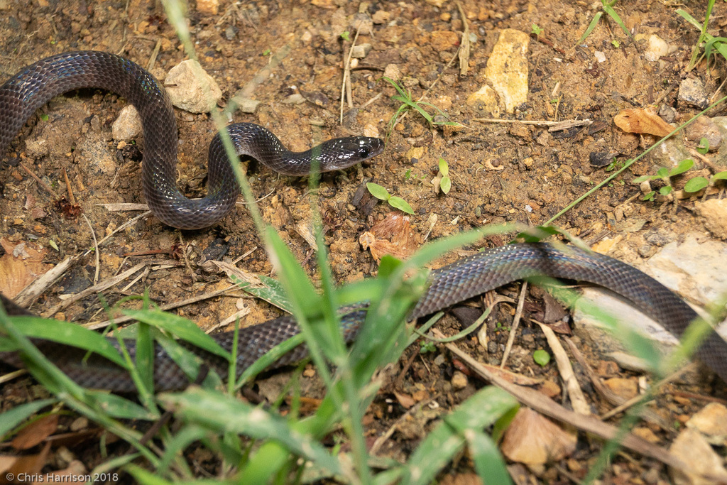 Forest Flame Snake from Tunapuna/Piarco, TT on December 22, 2018 at 08: ...