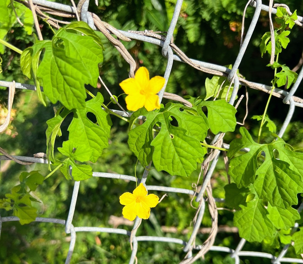 Bitter Melon from Fajardo, Puerto Rico on July 8, 2023 at 07:37 AM by ...