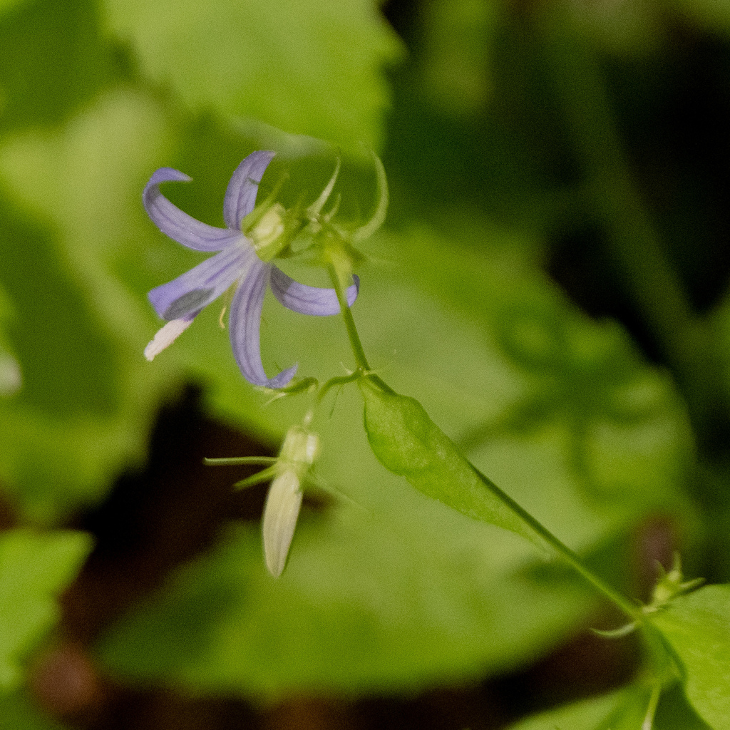 California Harebell from Santa Cruz County, CA, USA on July 13, 2023 at ...