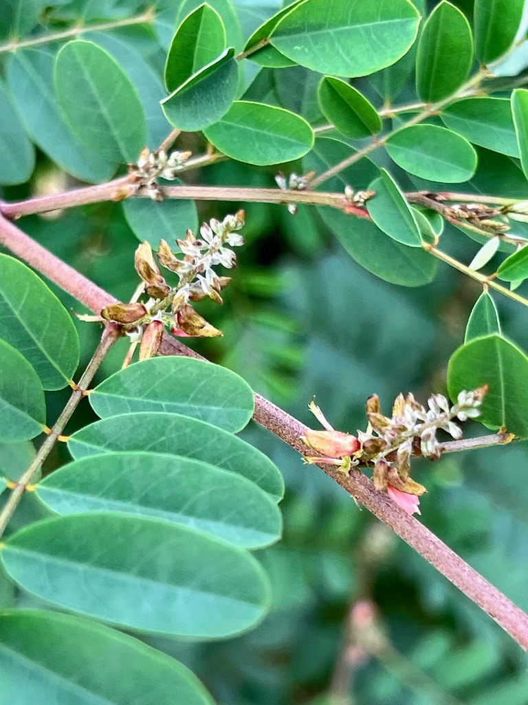 True Indigo from Fajardo, Puerto Rico on July 8, 2023 at 07:26 AM by ...