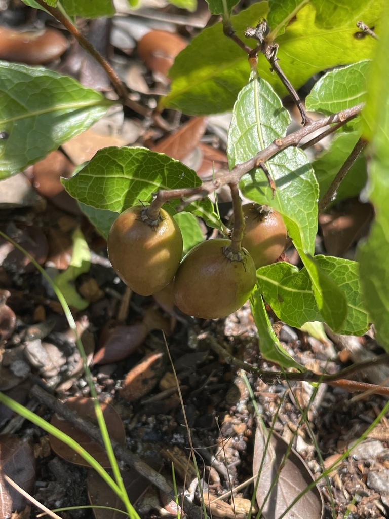 Gopher apple from Deltona, FL, US on July 13, 2023 at 11:30 AM by ...