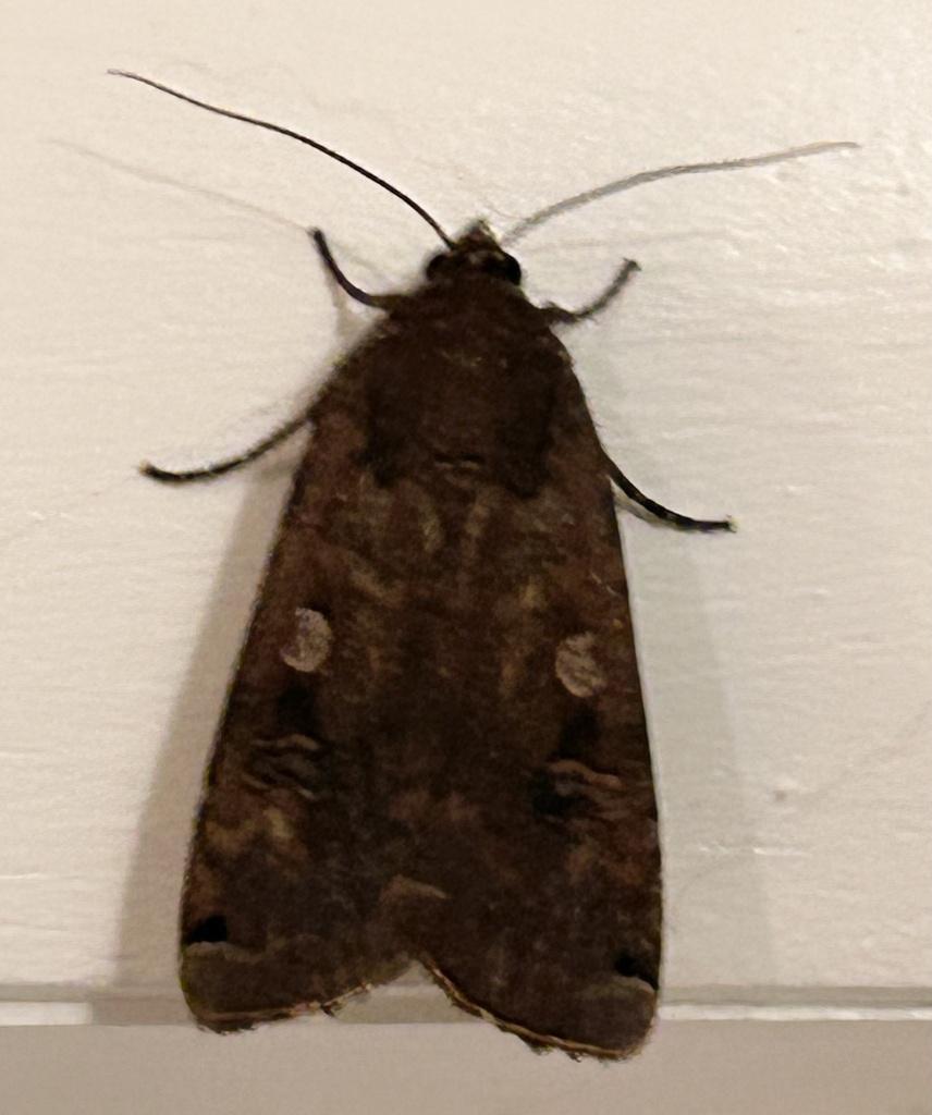Large Yellow Underwing in July 2023 by Marla Coppolino. Got into house ...