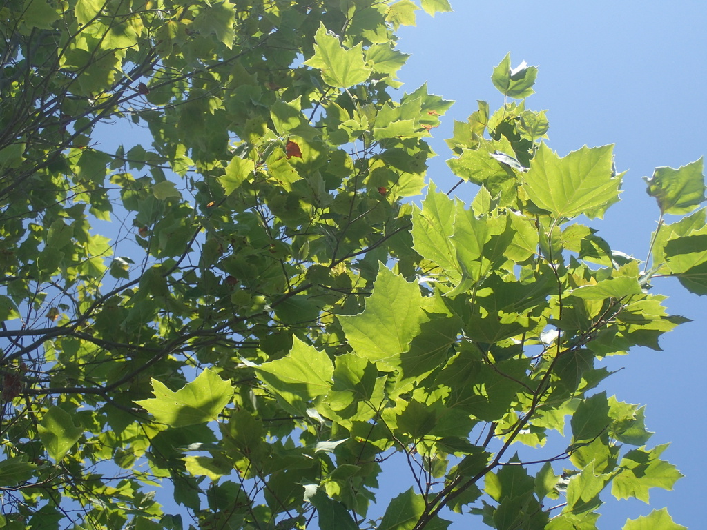 London Plane from Whiting Ranch Wilderness Park, Lake Forest, CA, US on ...