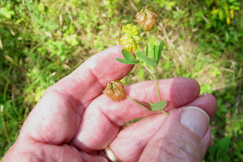 large hop clover from Sunrise Mill, Neiffer Rd, Schwenksville, PA 19473 ...