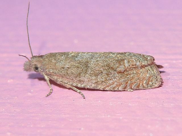 Pelochrista vagana in July 2023 by privatenoaccess · iNaturalist