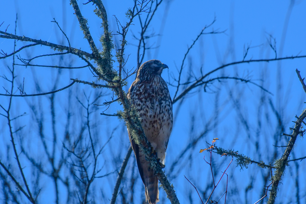 Red-shouldered Hawk from LA-14, Welsh, LA 70591, USA on January 5, 2019 ...