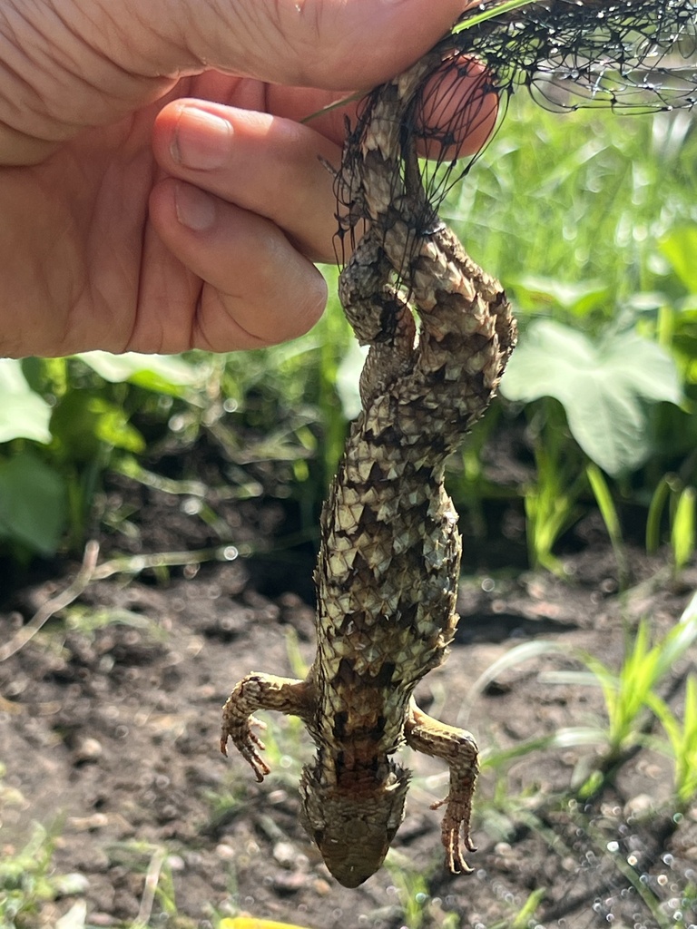 Texas Spiny Lizard from Minglewood Ln, Dallas, TX, US on July 12, 2023 ...