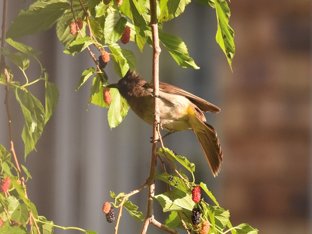 Common Bulbul from Mopani 342-Jr, Pretoria, 0081, South Africa on ...