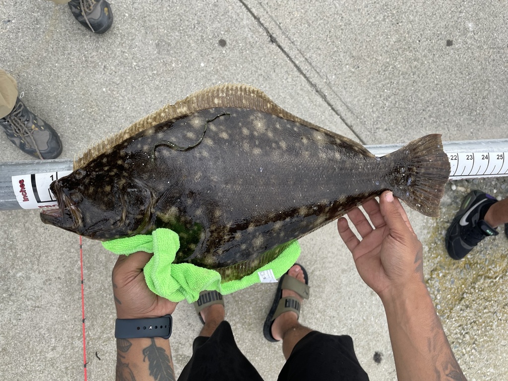 Southern Flounder in July 2023 by Bobby McCabe. Harvested adult actively expiring. Body folds ...