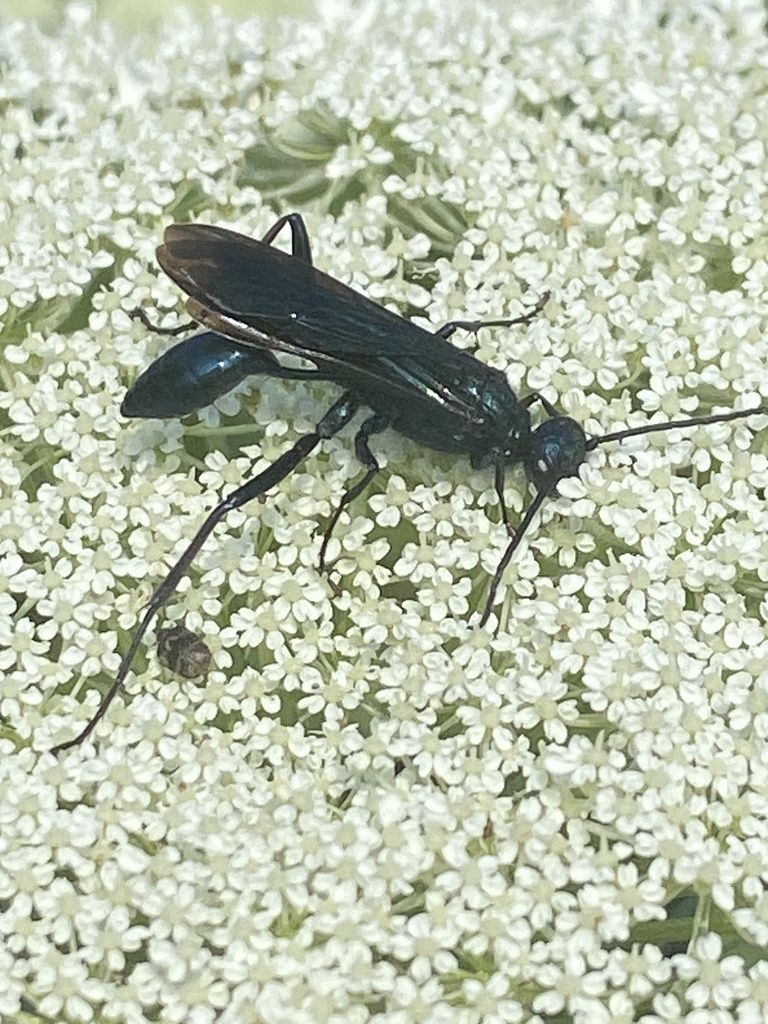 Blue Mud-dauber Wasps from Water St, Orleans, VT, US on July 13, 2023 ...