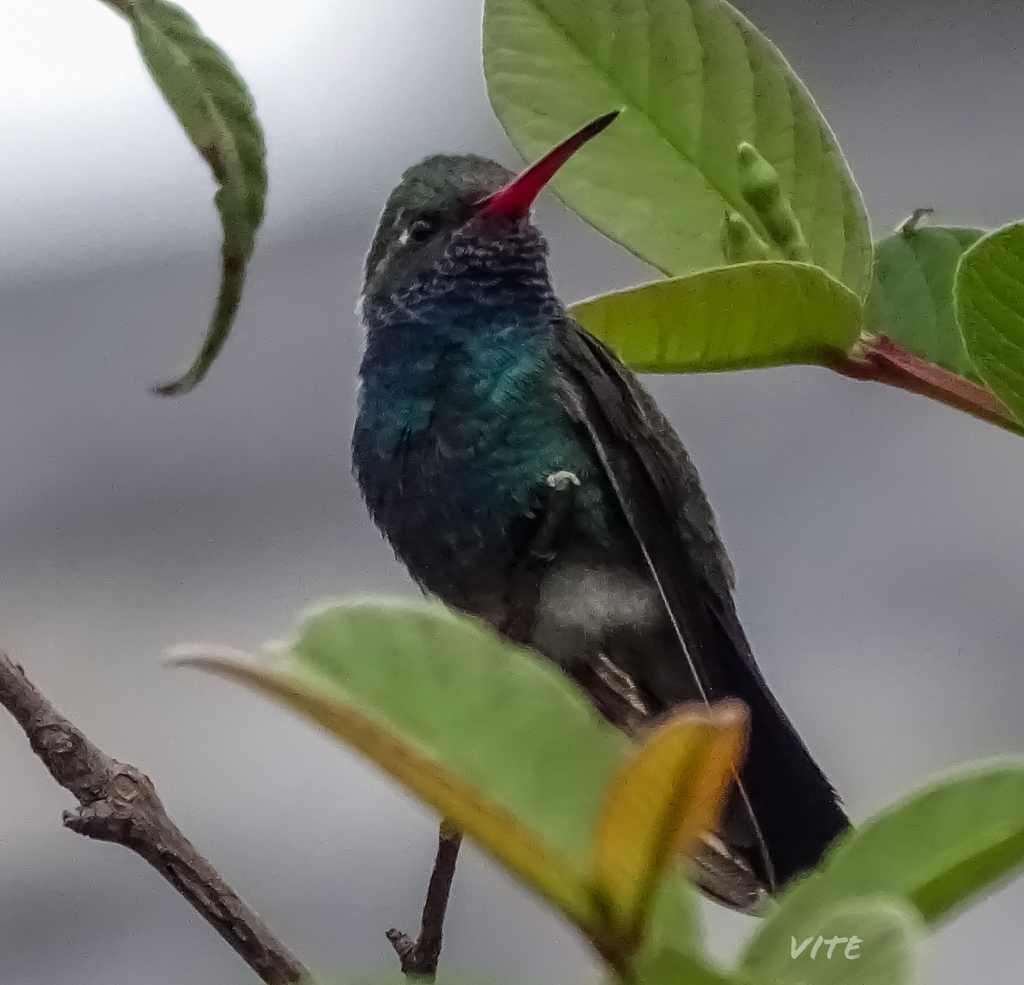 Broad-billed Hummingbird from Bosque de Chapultepec II Secc, 11100 ...