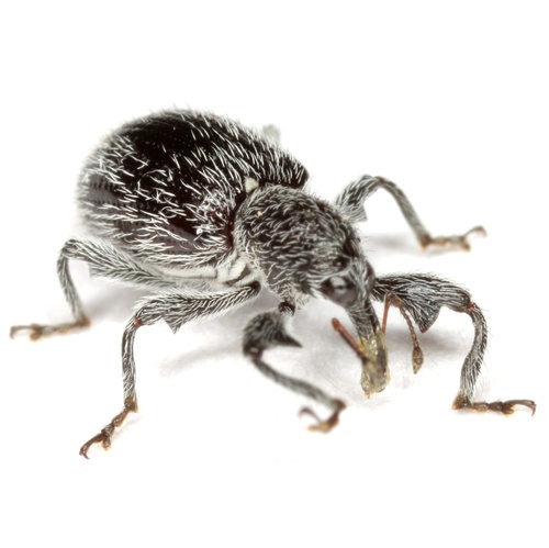 Myrmex egregius · iNaturalist