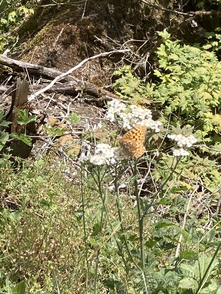 plants from Mount Rainier National Park, Ashford, WA, US on July 12 ...