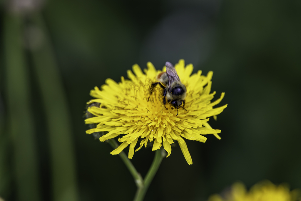Red-belted Bumble Bee from Cambridge, ON, Canada on July 13, 2023 at 01 ...