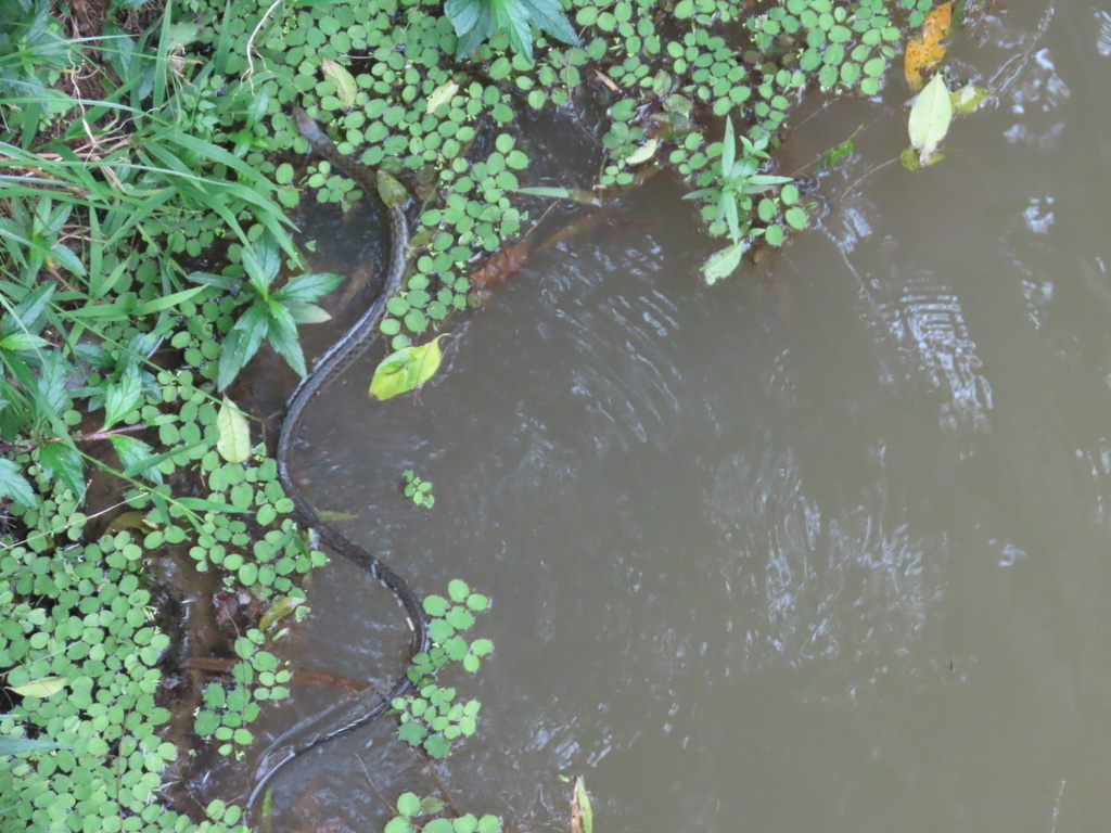 Common keelback from Paterson Creek, Yungaburra, QLD, AU on July 9 ...