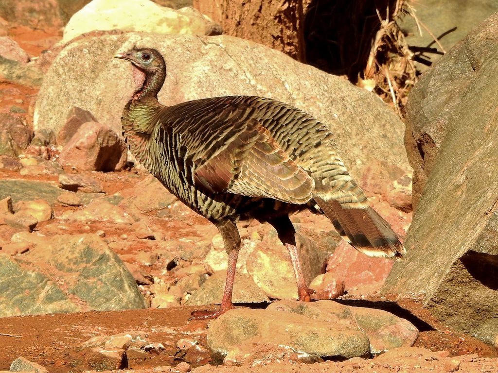 Merriam's Turkey from Mesa County, CO, USA on April 07, 2016 at 09:58 ...