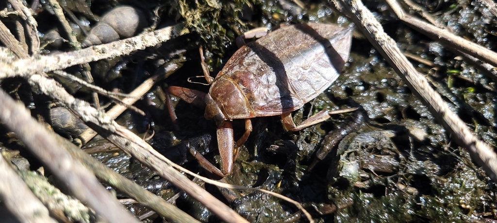 American Giant Water Bug in July 2023 by elkparade. Nymph in dried up ...