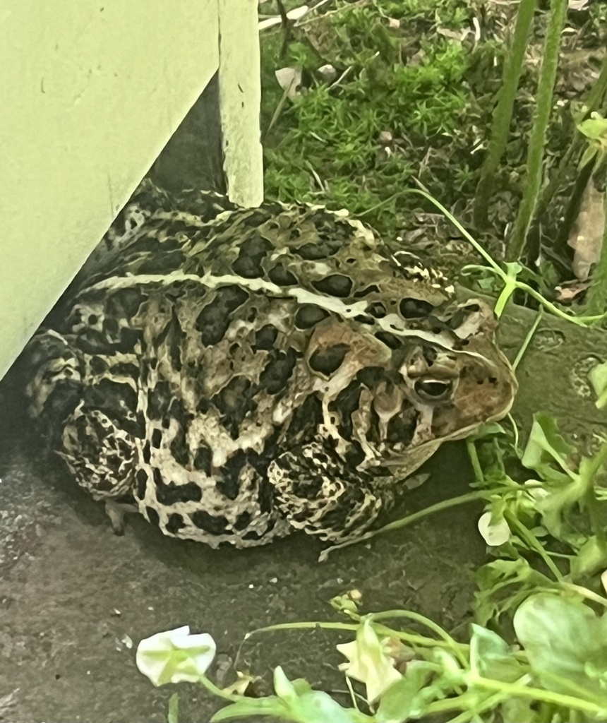North American Toads from W Bare Hill Rd, Harvard, MA, US on July 12 ...