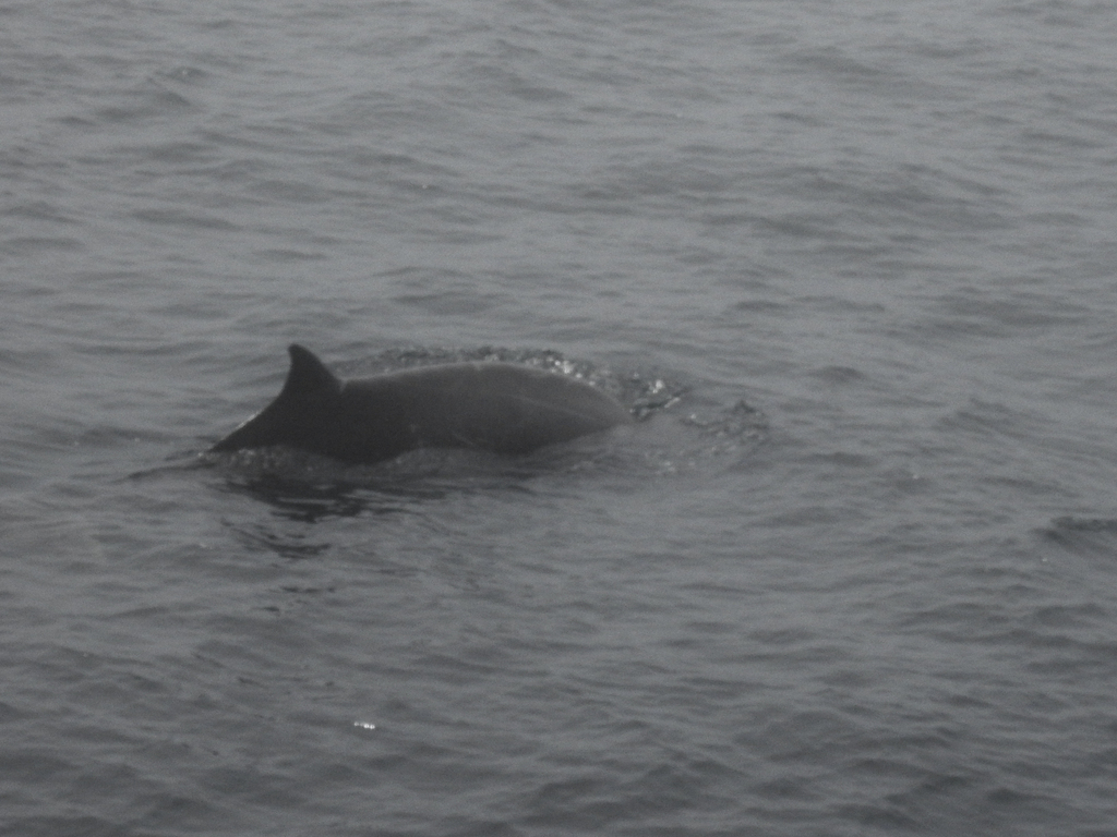Mesoplodont Beaked Whales on July 6, 2023 at 12:01 PM by Sebastián ...
