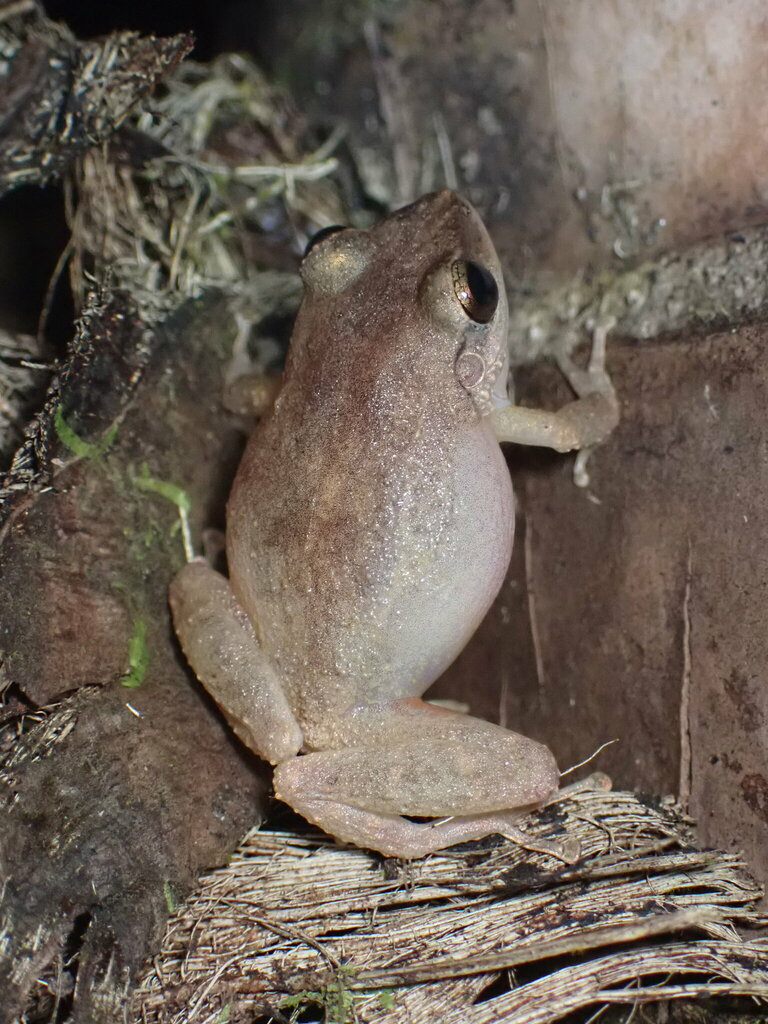Common Coqui from Ainaloa, HI, USA on July 12, 2023 at 09:28 PM by ...
