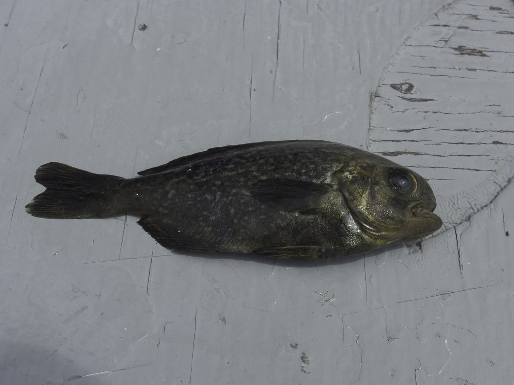 Barrelfish on July 6, 2023 at 02:43 PM by Sebastián Pardo · iNaturalist