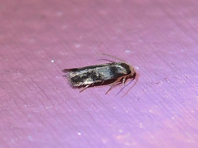 Norway Maple Pigmy Moth in July 2023 by privatenoaccess · iNaturalist
